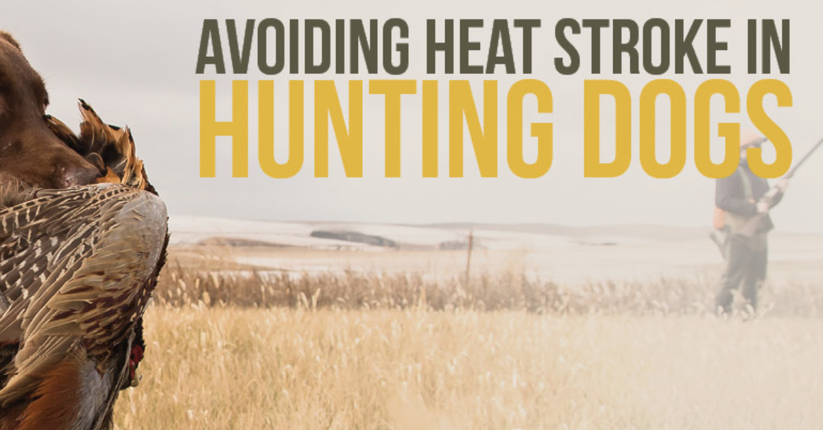 Avoiding Heat Stroke in Hunting Dogs | South Dakota Game, Fish, and Parks